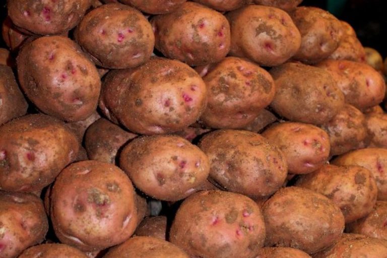 DÍA DE LA PAPA: SAL DE LA RUTINA CON ESTE SÚPER ALIMENTO